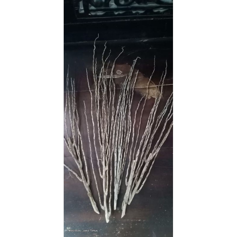 Jual 4 pcs ranting kering | Shopee Indonesia