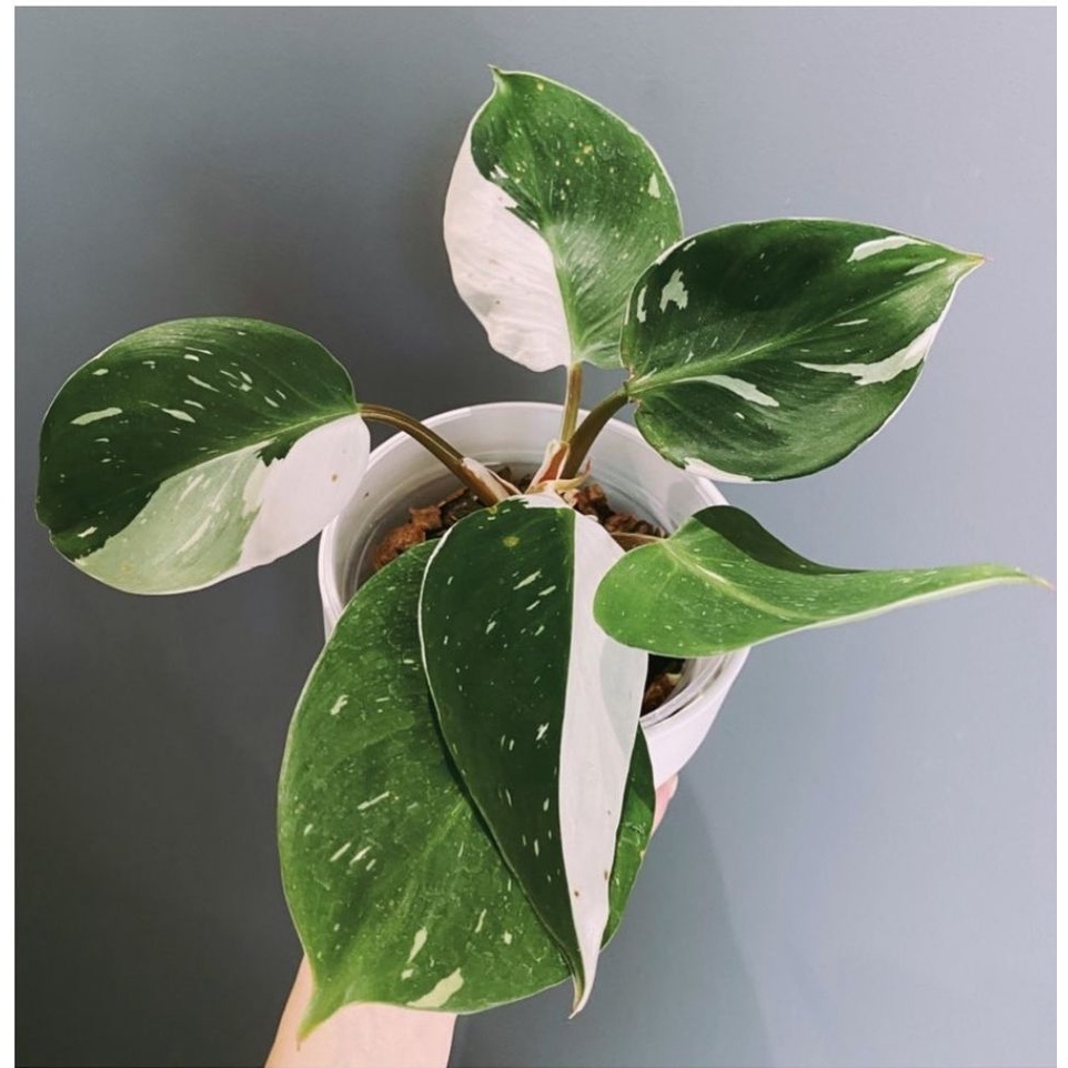Jual Philodendron White Knight Variegata Tanaman Philo White Knight ...