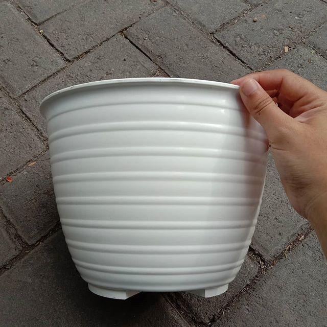 Jual POT PUTIH TAWON / HONEY D 24 (per pcs) | Shopee Indonesia
