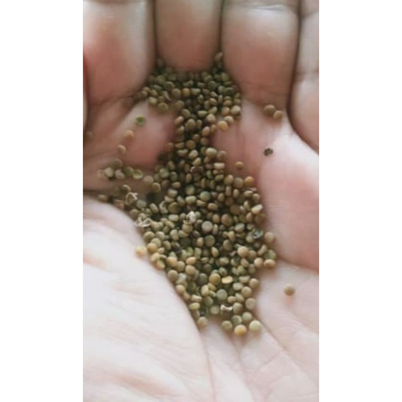 Jual benih indigofera 500gr | Shopee Indonesia