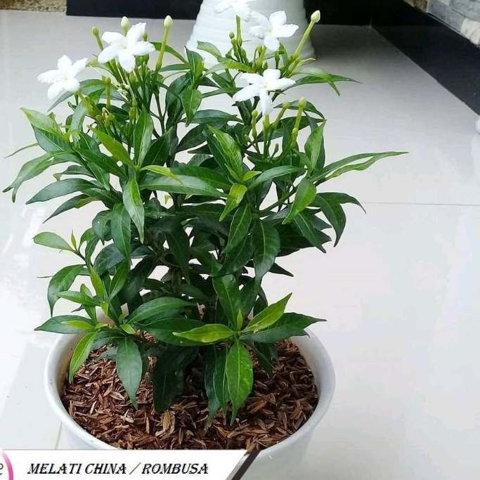 Jual ( BISA COD ) Tanaman Hias Rombusa Melati Cina - Bunga Hias Rembusa ...