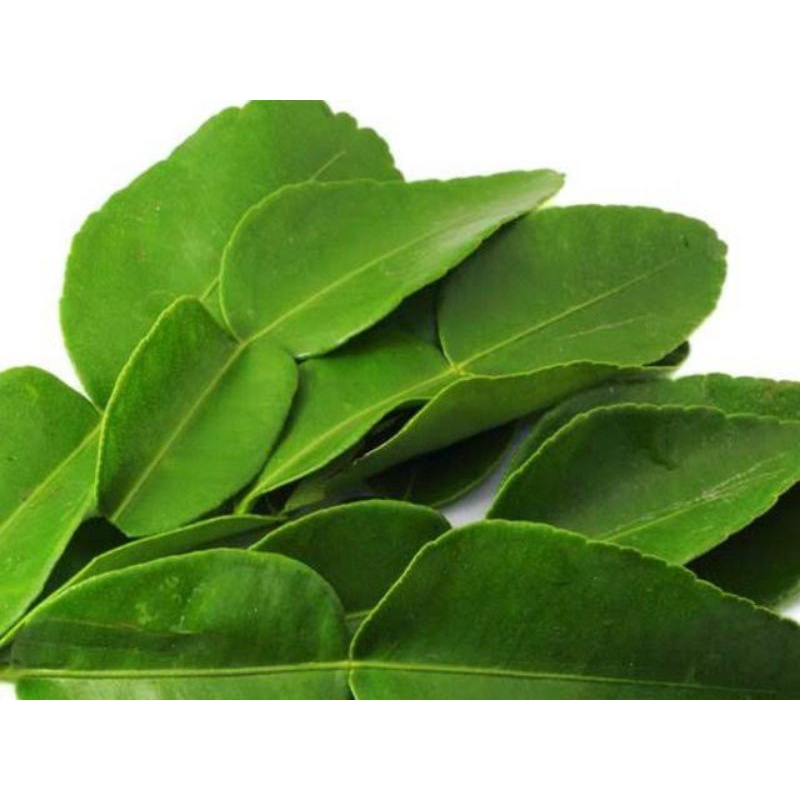 Jual DAUN JERUK PURUT SEGAR 250 gram | Shopee Indonesia