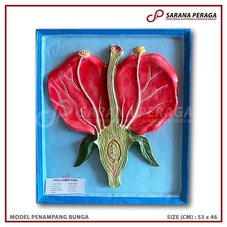 Jual SaranaPeraga - Model Belahan Bunga - Alat Peraga Pendidikan ...