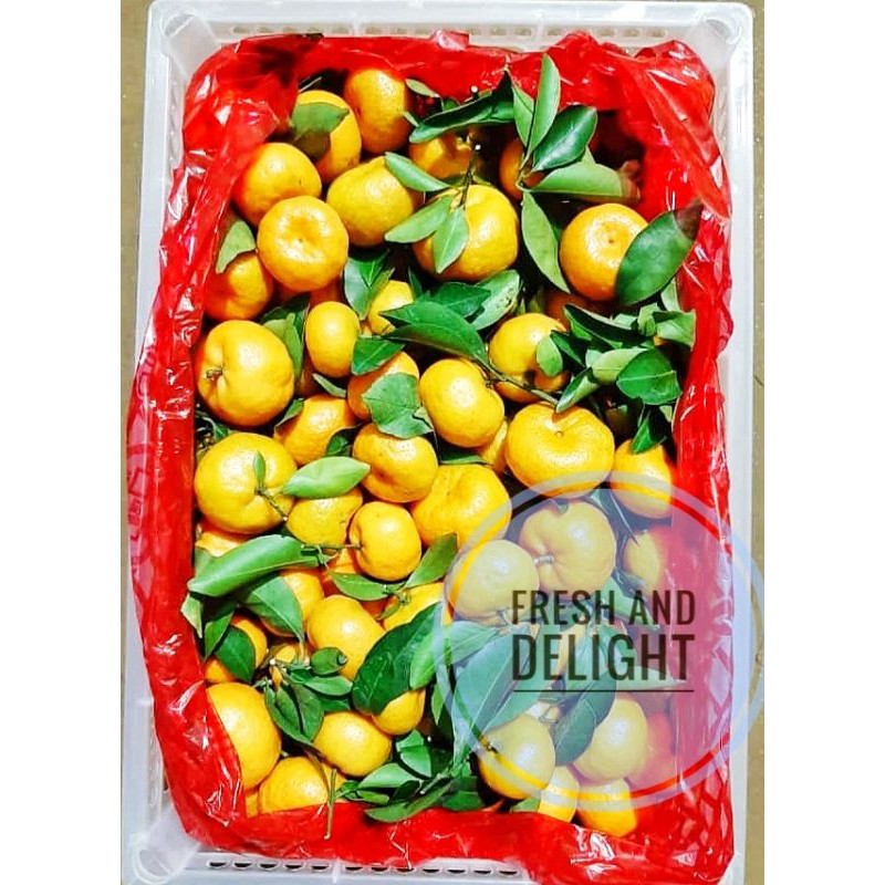 Jual Jeruk Shantang/Nanfeng Manis | Shopee Indonesia