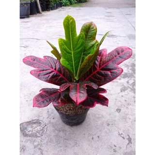 Jual Bunga Puring Terlengkap & Harga Terbaru Juni 2024 | Shopee Indonesia