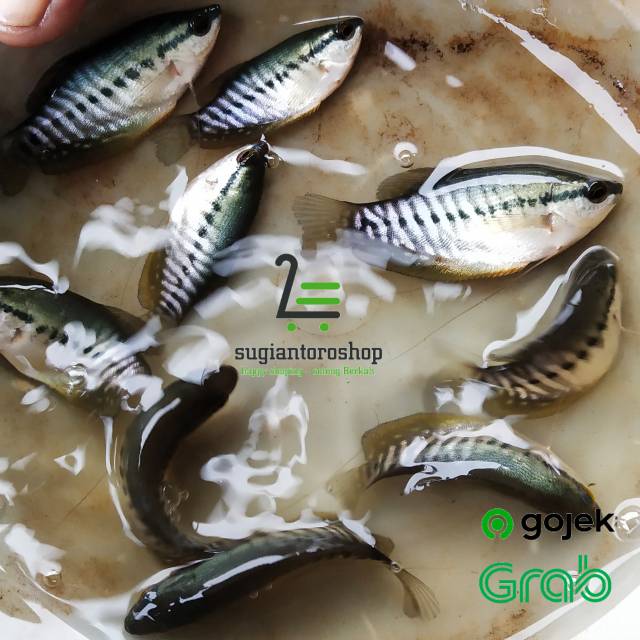 Jual Bibit ikan sepat siem | Shopee Indonesia