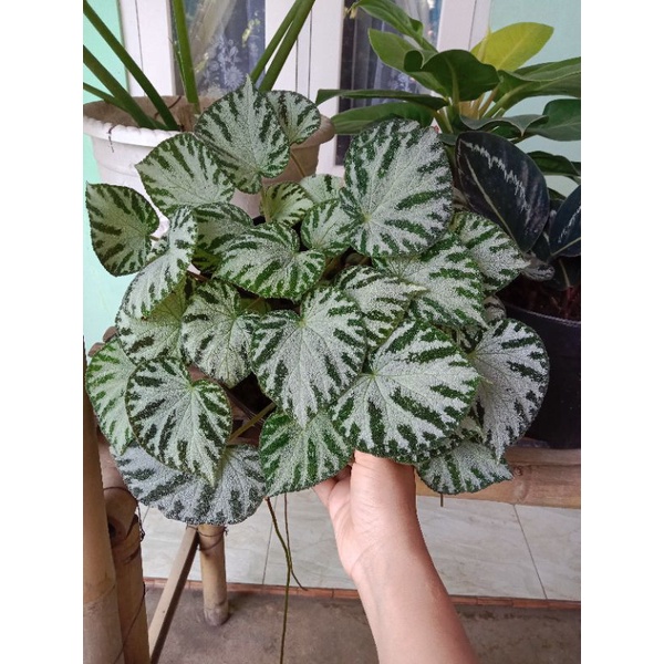 Jual begonia tapak kucing | Shopee Indonesia