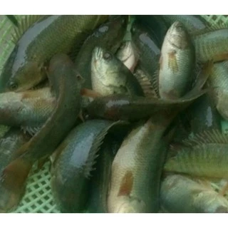 Jual Ikan Betok Terlengkap & Harga Terbaru Februari 2026 | Shopee Indonesia