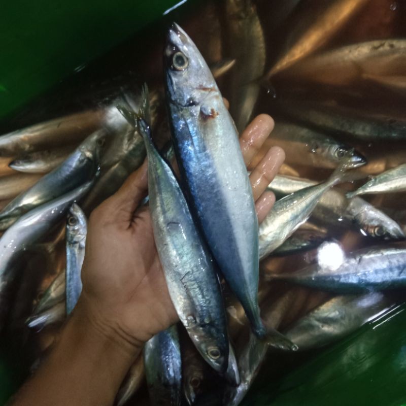 Jual Ikan Layang Segar 1 Kg | Shopee Indonesia