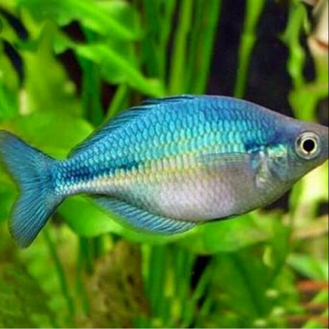 Jual Blue Rainbow Fish Ikan Hias Tawar biru pelangi | Shopee Indonesia
