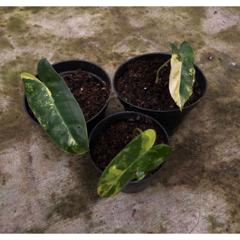 Jual Philo Burlemax Variegata Kuning | Shopee Indonesia