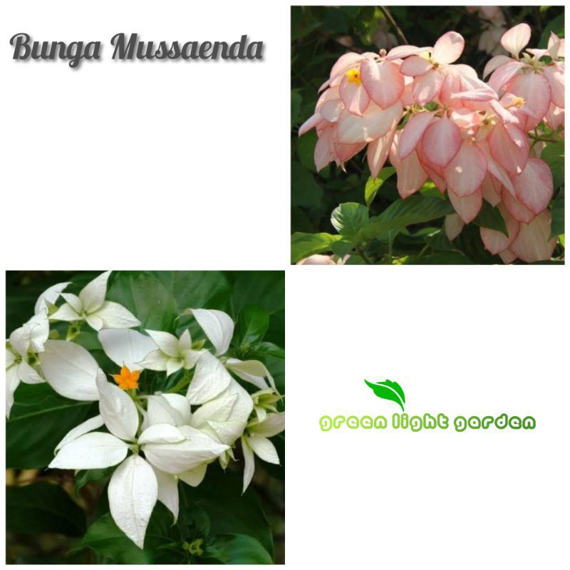 Jual Bung Nusa Indah / Bunga Mussaenda Frondosa | Shopee Indonesia