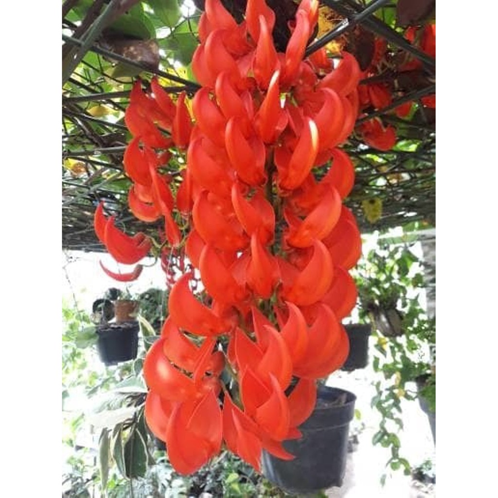 Jual Bibit Tanaman Rambat Irian Flame (Mucuna bennettii )- Irian Of ...
