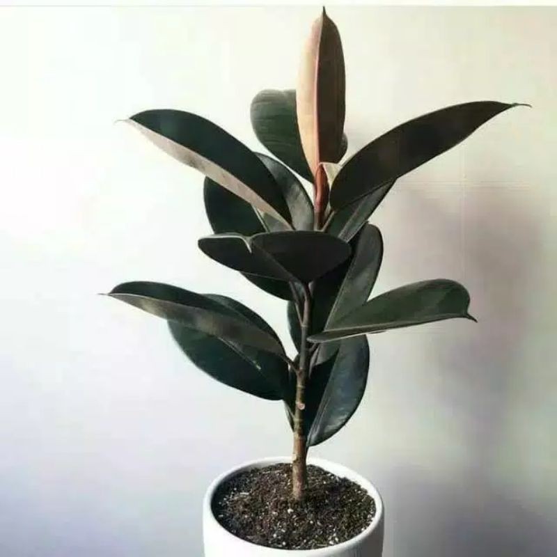 Jual Tanaman hias karet kebo-ficus elastica | Shopee Indonesia