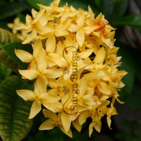 Jual Tanaman Bunga Asoka Kuning (Saraca Indica) Berbunga Rimbun ...