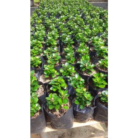 Jual Bibit bonsai dolar micro / mangkok(original 100%) | Shopee Indonesia