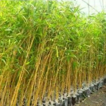 Jual pohon bambu kuning mini tanaman hias indoor tinggi pohon 60_70cm ...