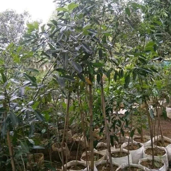 Jual Bibit Tanaman Pohon Tabebuya Bunga Pink Tinggi 2 Meter - Pohon ...