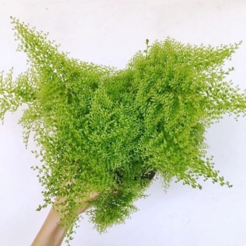 Jual Tanaman Hias Gantung Pakis Embun / Pakis Salju / Polypodiophyta ...
