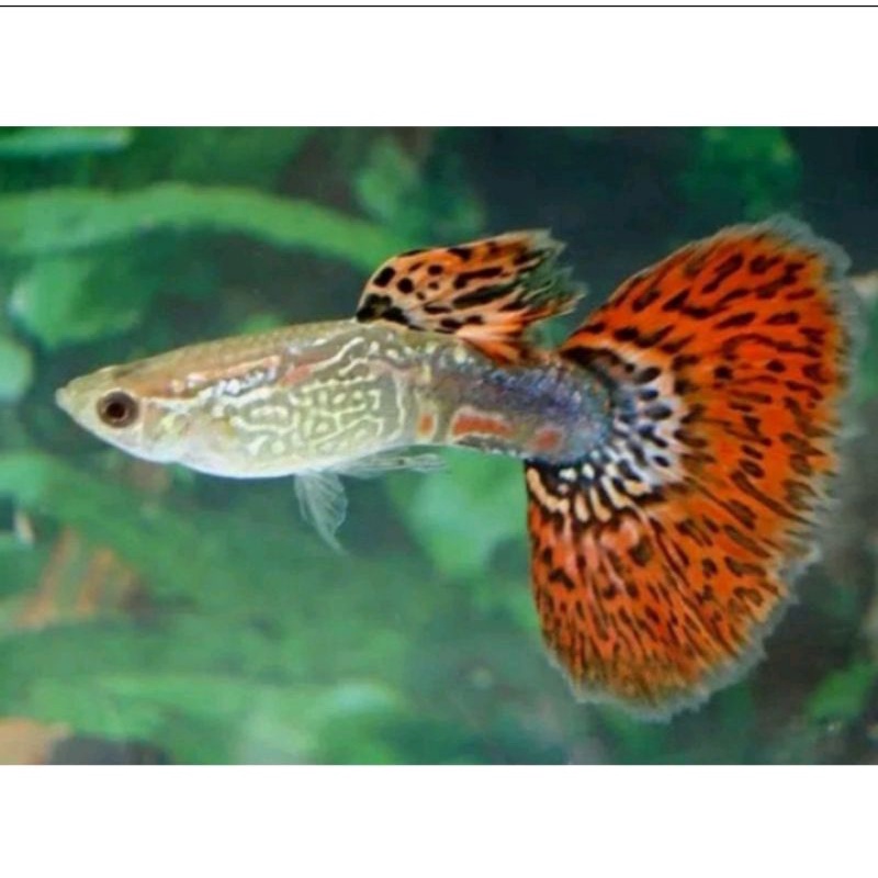 Jual IKAN GUPPY RED DRAGON | Shopee Indonesia
