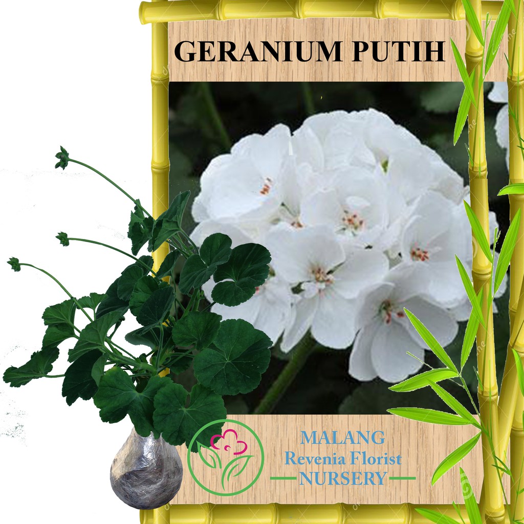 Jual Tanaman White Geranium | Shopee Indonesia