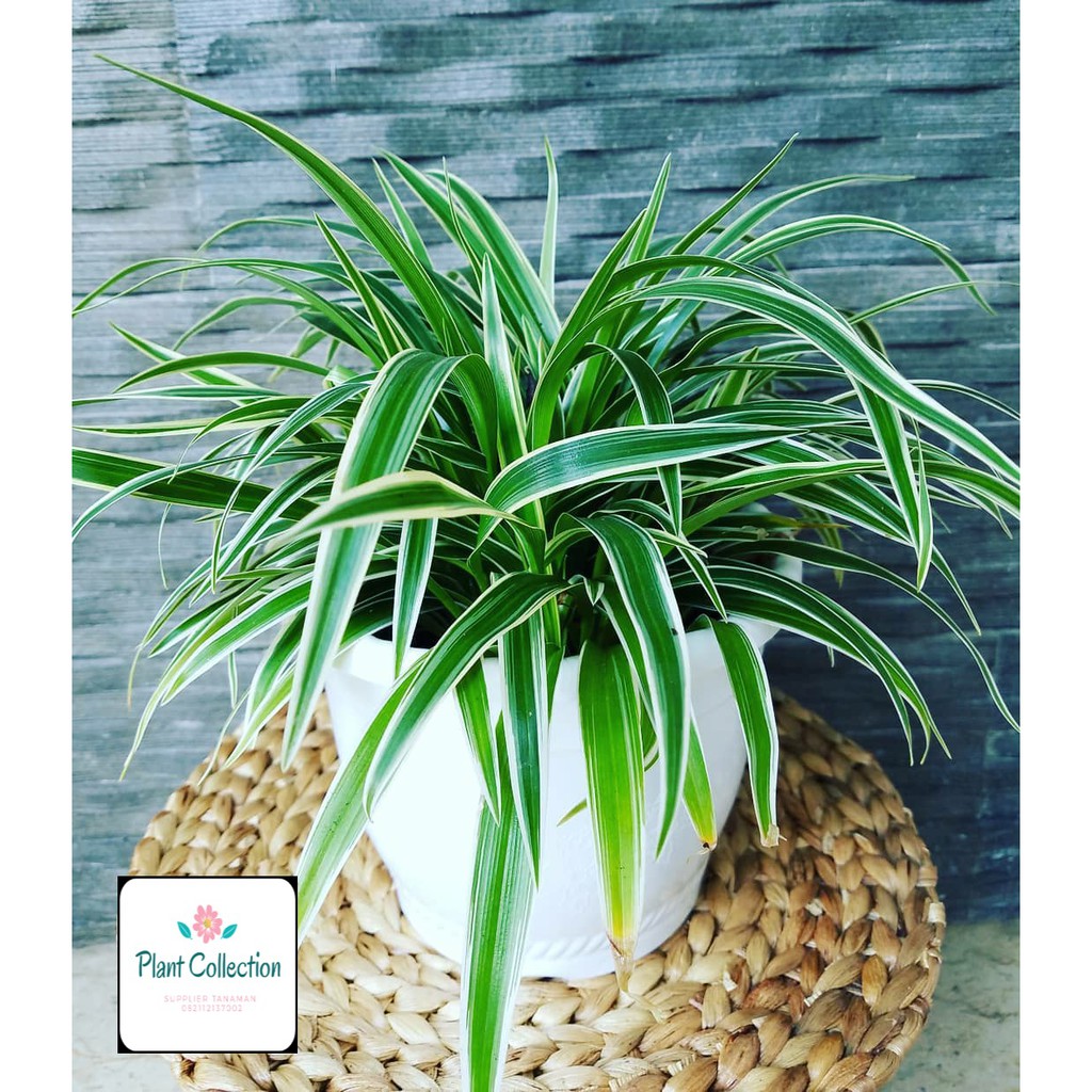 Jual TANAMAN HIAS LILI PARIS UMBI/ LILY PARIS UMBI | Shopee Indonesia
