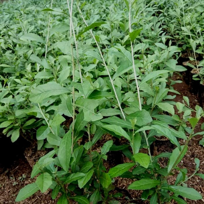 Jual tanaman lee kwan yew - tanaman menjuntai li kuan yu - pohon ...