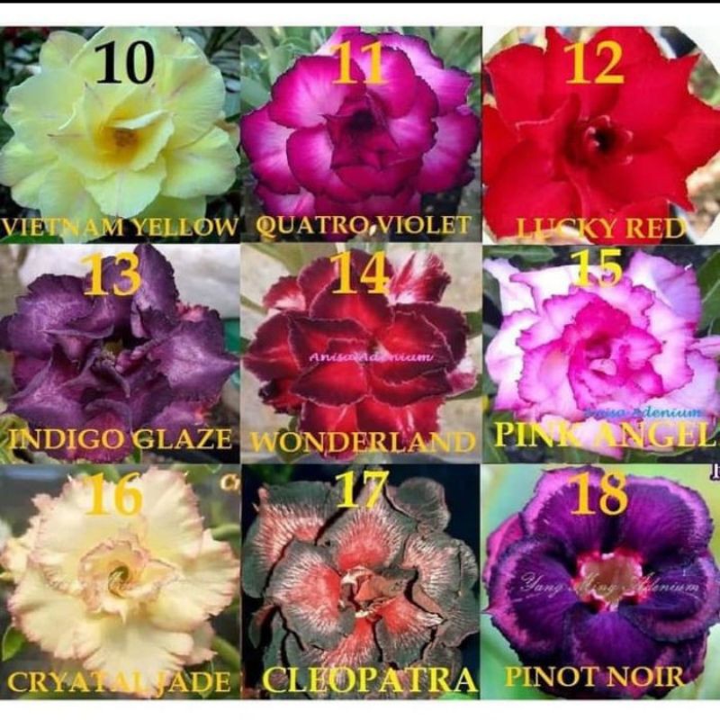 Jual Paket 9 jenis adenium Kamboja jepang | Shopee Indonesia