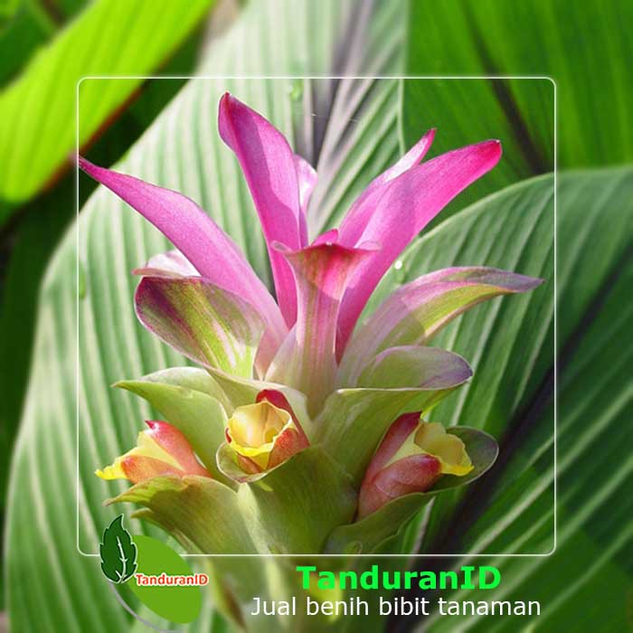 Jual Tanaman Herba Temu Ireng | Shopee Indonesia