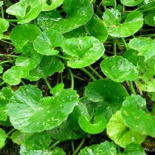 Jual restukuonline Daun Pegagan Segar Antanan Semanggi Gunung ...