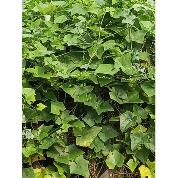 Jual Daun timun padang timun tikus coccinia 100 gr | Shopee Indonesia