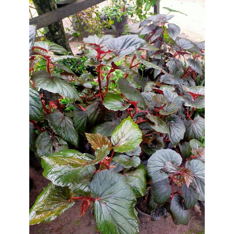 Jual begonia merah | Shopee Indonesia