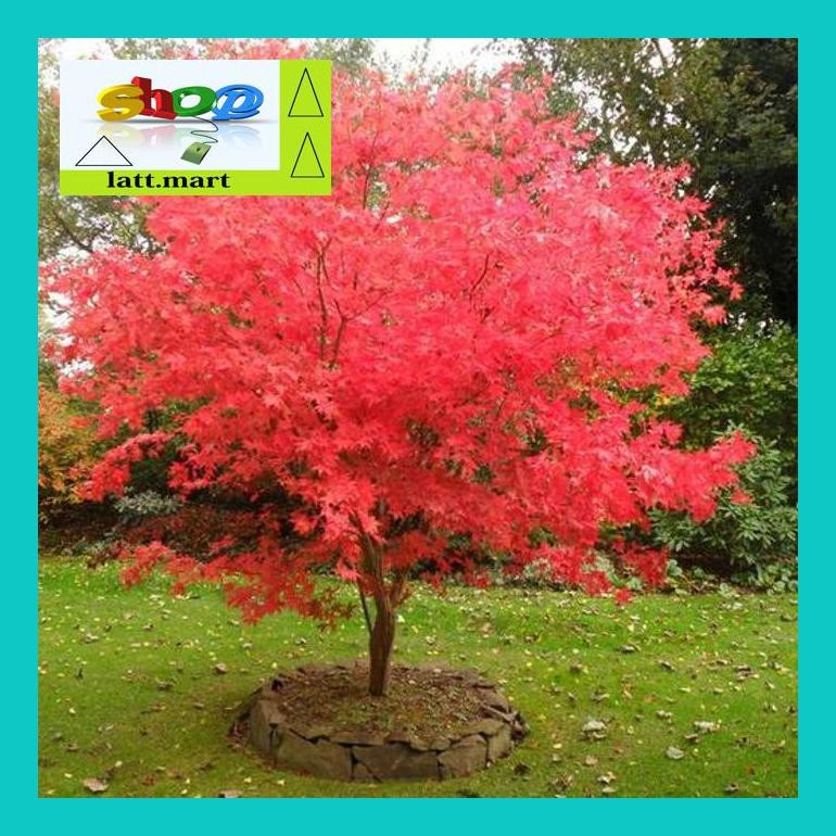 Jual Yu04Yts Bibit / Benih / Seeds Japanese Maple Inazuma Yul0F40Ul ...