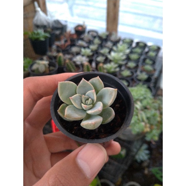Jual Sukulen mini tanaman hias premium (O) | Shopee Indonesia