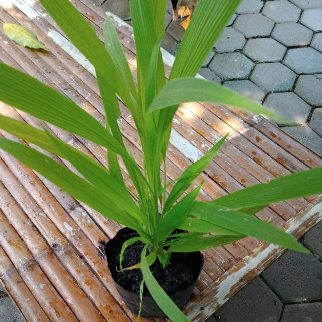 Jual Bibit tanaman rumput bambu tanaman toga | Shopee Indonesia