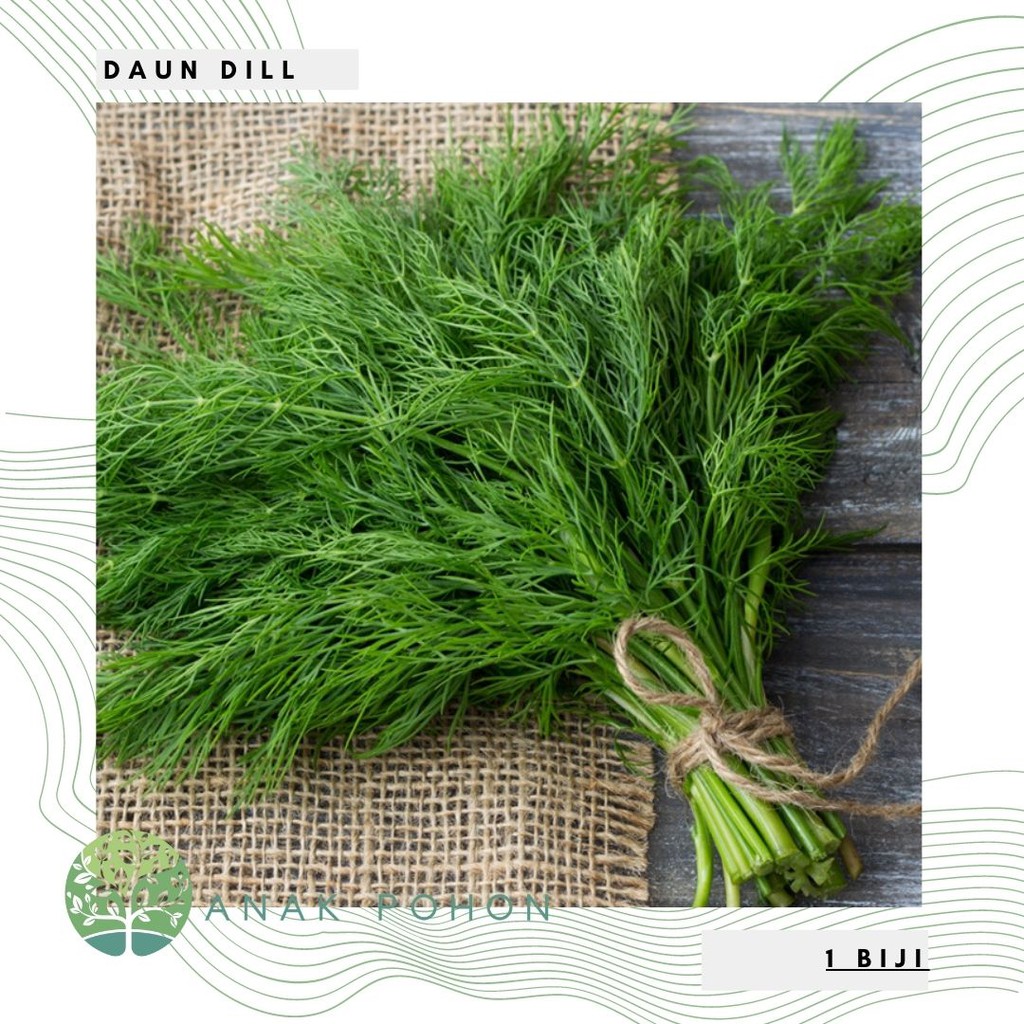 Jual Benih Bibit Biji - Daun Dill / Adas Sowa (Anethum graveolens) Herb ...