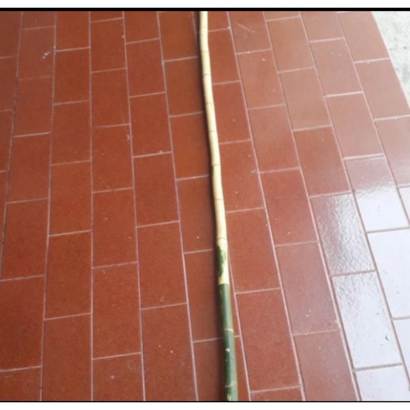 Jual Batang pohon waregu joran | Shopee Indonesia