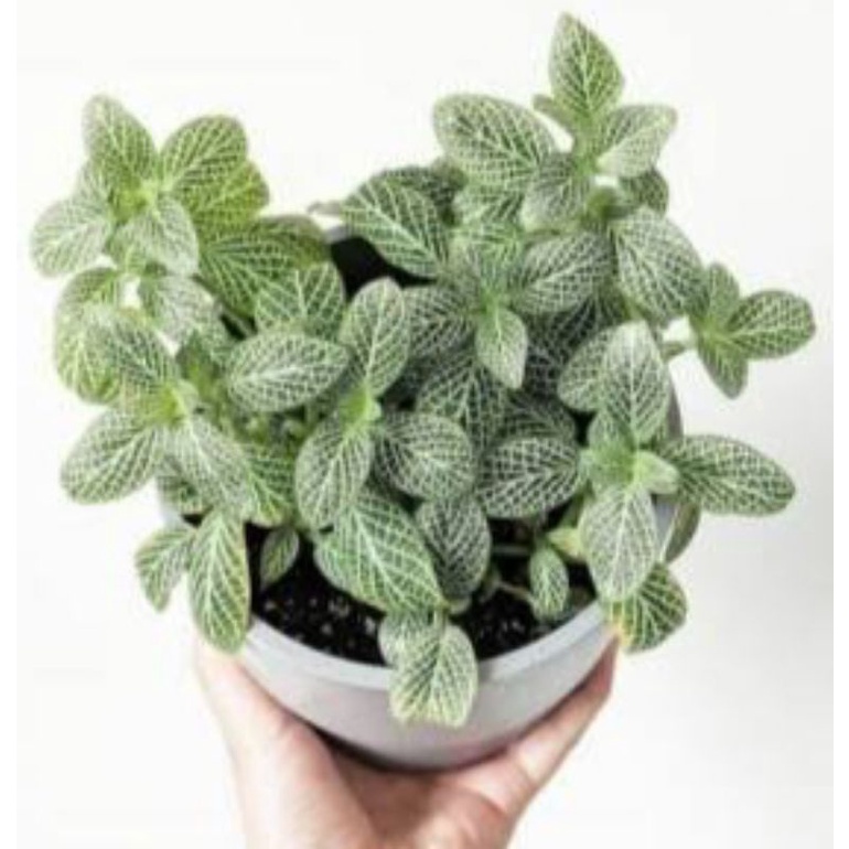 Jual Tanaman hias fitonia mini green white / tanaman gantung fitonia ...