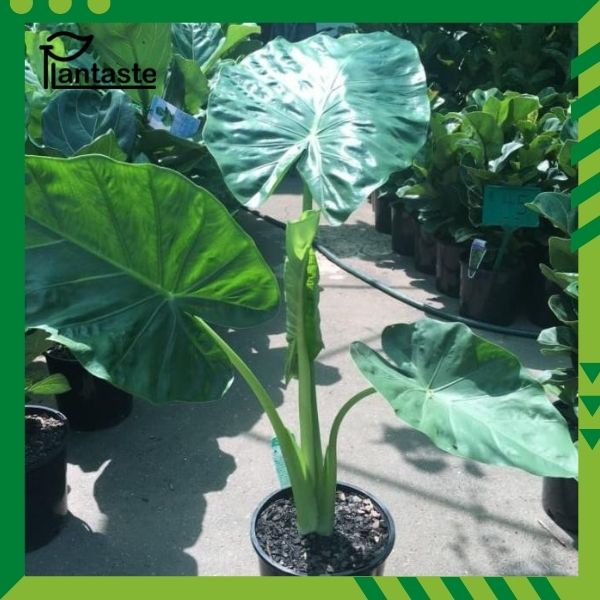 Jual Tanaman Indoor Urban Jungle - Monstera Alocasia Elephant Ears ...