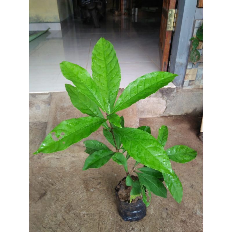 Jual bibit pohon Putat siap tanam | Shopee Indonesia