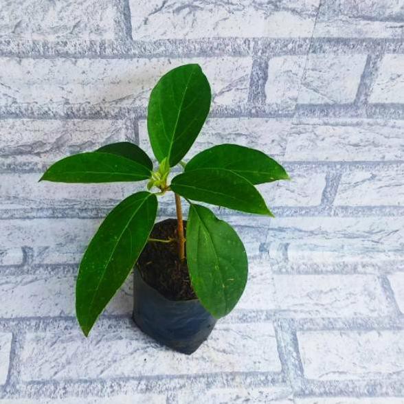 Jual STAR Tanaman Cincau Hijau Perdu Bibit Cincau Tanaman Herbal Cincau ...