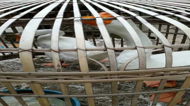 Jual anakan soang angsa | Shopee Indonesia