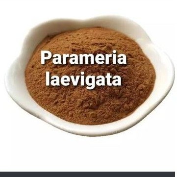 Jual Parameria Laevigata Powder 50g / Kayu Rapat Powder | Shopee Indonesia