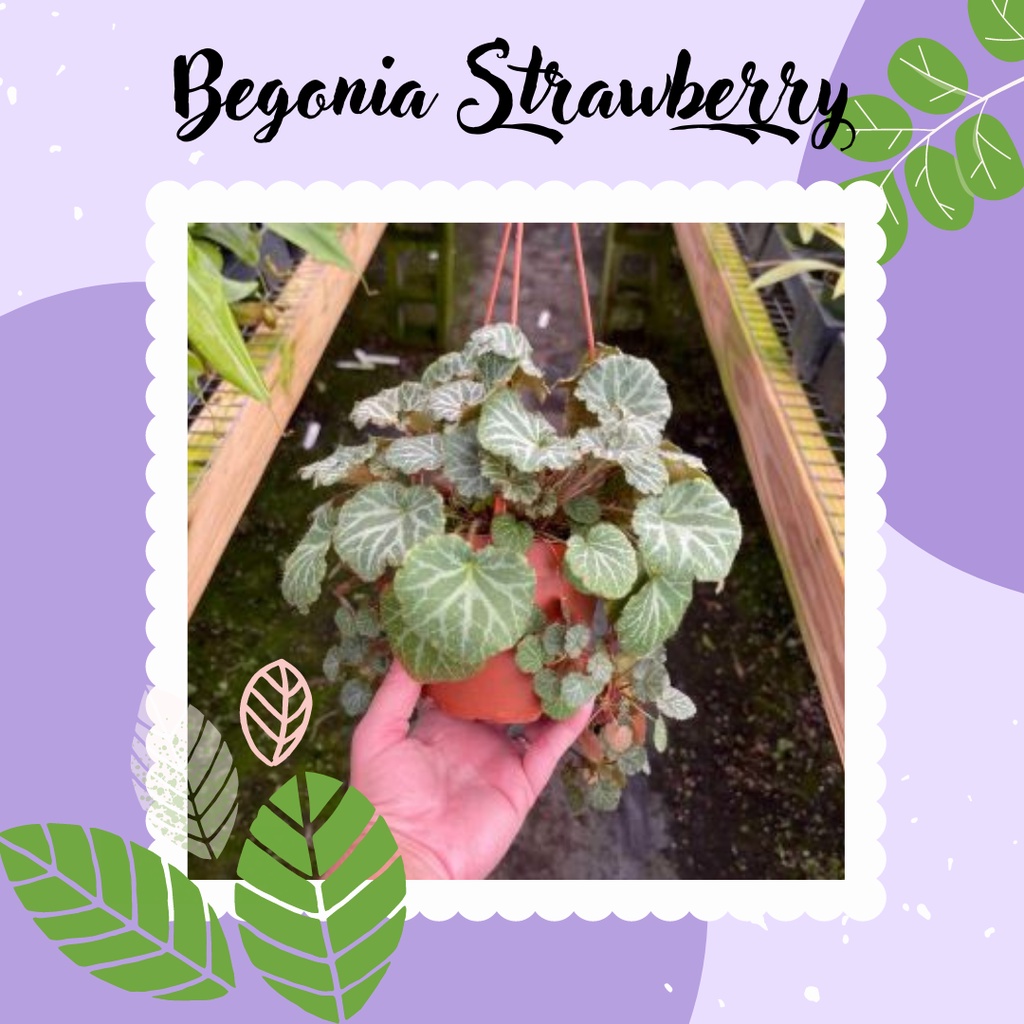 Jual Bunga Begonia Strawberry Tanaman Hias Gantung Begonia Strawberry ...