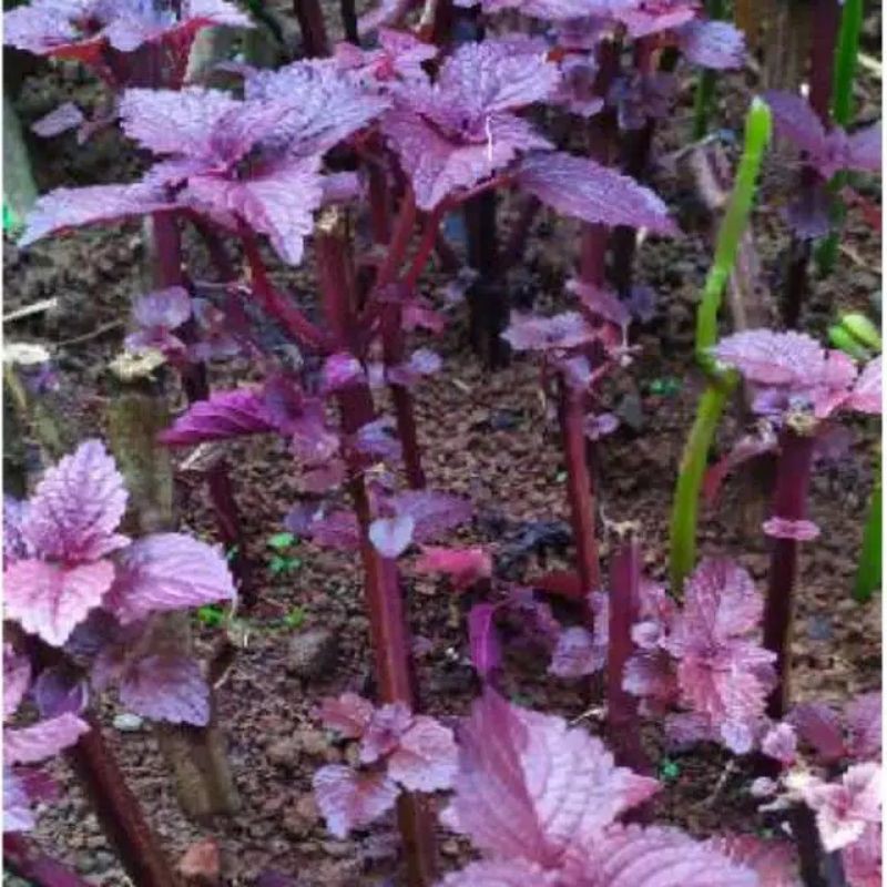 Jual bibit jawer kotok (miana) stek batang | Shopee Indonesia