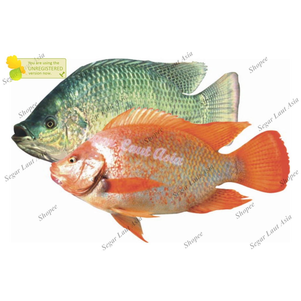 Jual Ikan Nila Ikan Nila Merah Fresh 1Kg | Shopee Indonesia