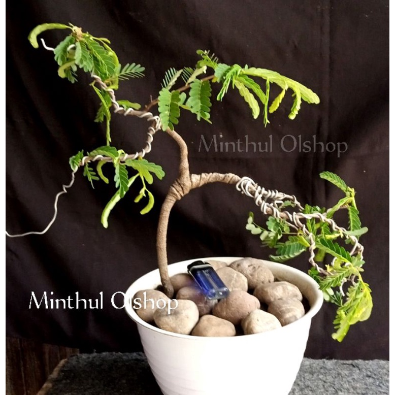 Jual Bonsai asem jawa dari biji gerak dasar sudah dikawat sesuai foto ...