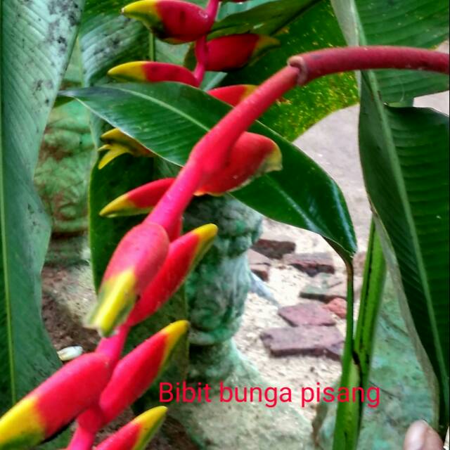 Jual Bibit bunga pisang | Shopee Indonesia