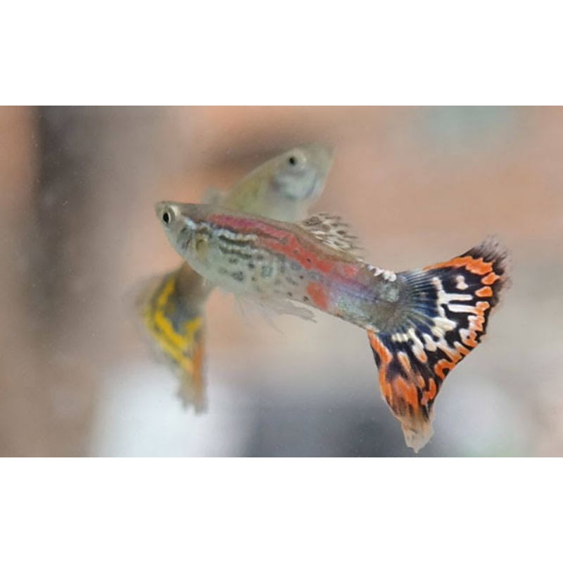 Jual ikan guppy red dragon betina | Shopee Indonesia