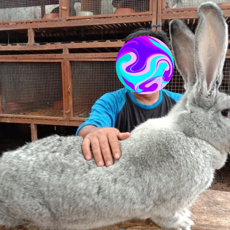 Jual Kelinci Raksasa German Giant Asli | Shopee Indonesia